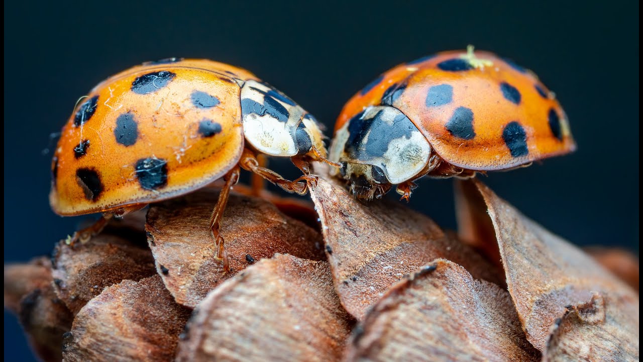 Extreme Macro Photography Of Ladybugs (Coccinellidae) With Relaxing Music