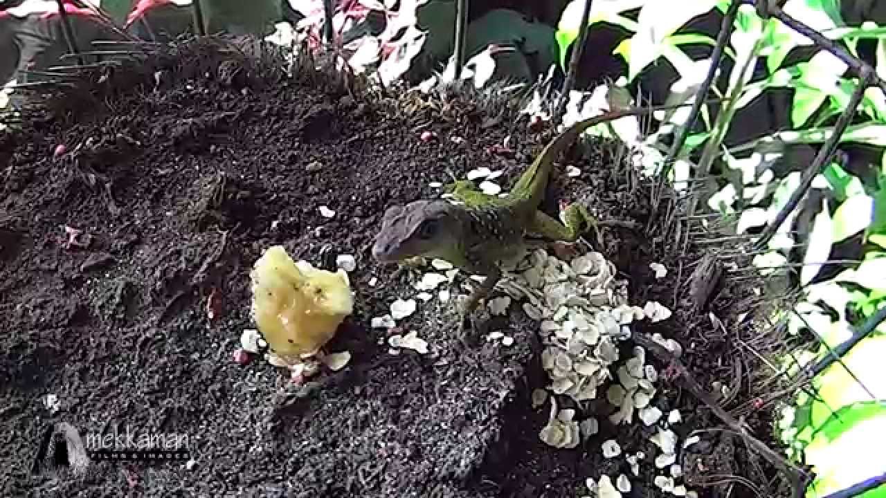 The Lizard and The Banana