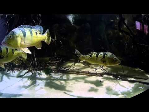 3.370 L Amazon predators tank 25/04/2016