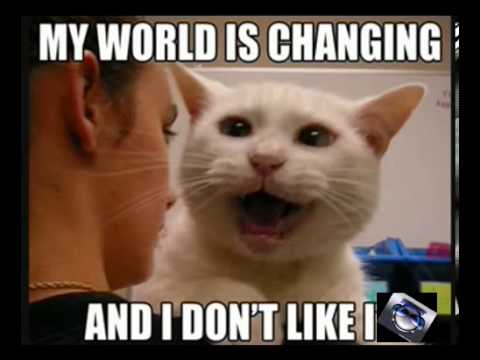 CATS MOGGIES AND PUSSIES
