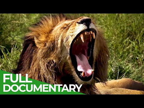 The Cat Report | Episode 2 | Free Documentary Nature