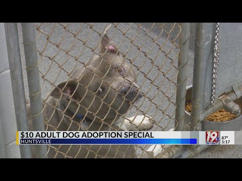 Huntsville Animal Shelter Lowers Adoption Fee