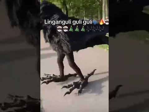 Lingan guli guli guli 🗣️🔥 (Credits: brainrot_page)