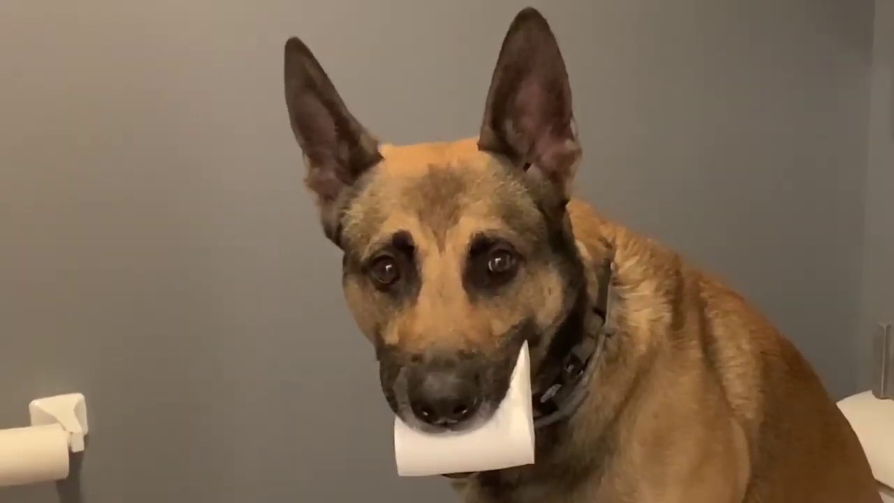 THE PURPOSE DRIVEN DOG EPISODE 2