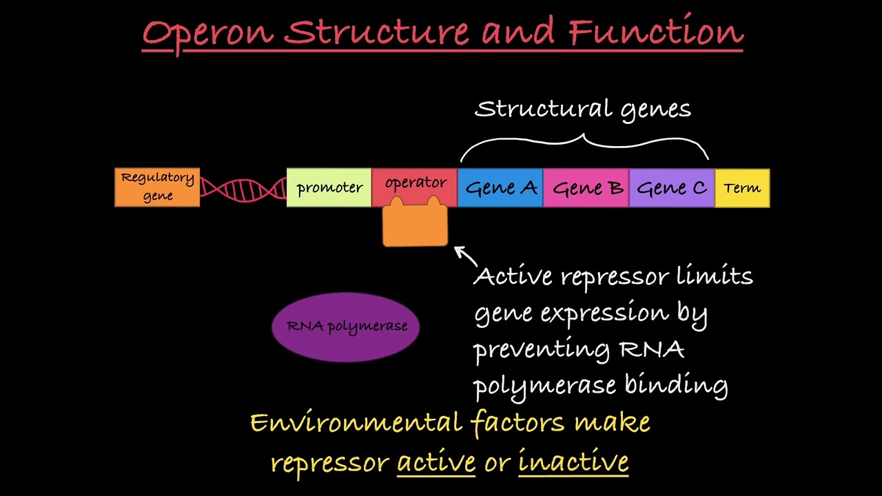 Operons Explained