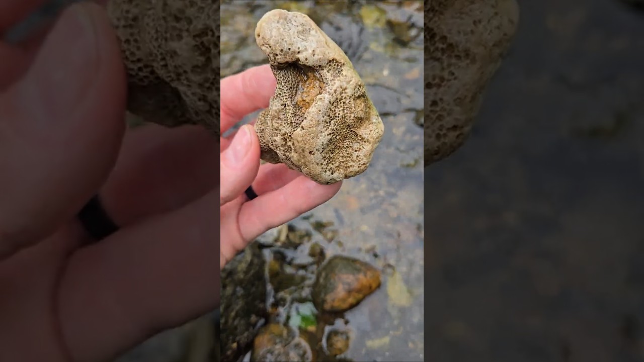 Neat Bryozoan Fossilized Moss Animals