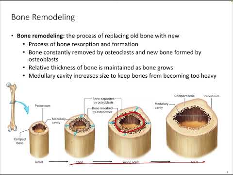 Bone Remodeling