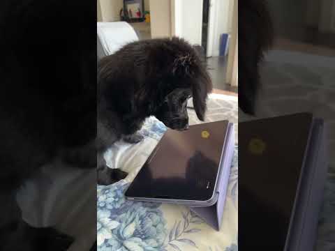 Cute dog focuses on playing iPad game