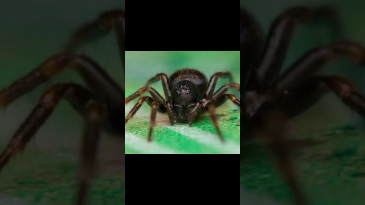 Most Common Spiders in Illinois #spider