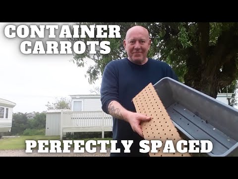 Grow Container Carrots Perfectly Spaced