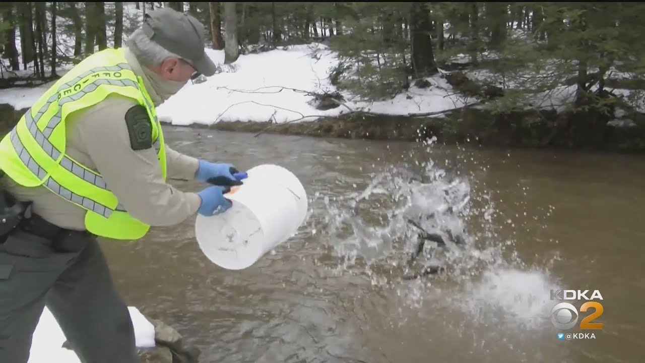 Pa. Fish And Boat Commission Stocking Trout Ahead Of Opening Day