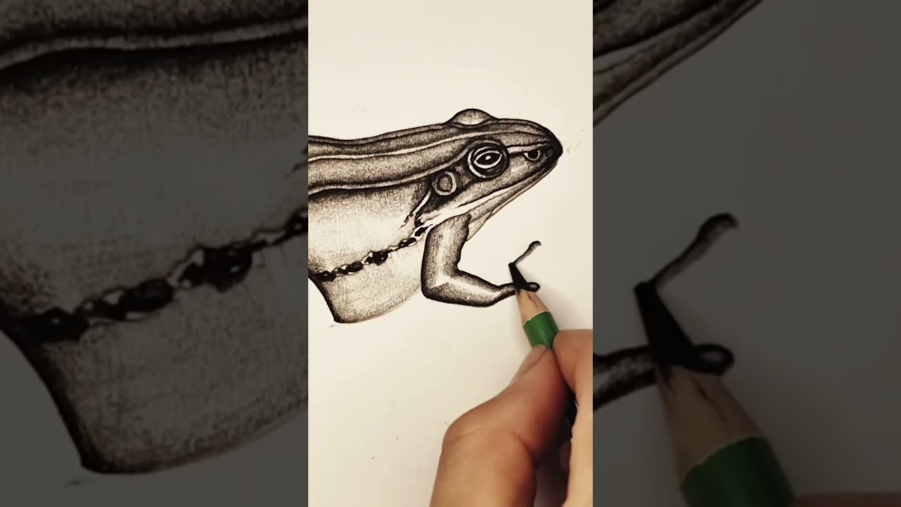Simple and amazing frog drawing with Charcoal Pencil #drawing #art #frog