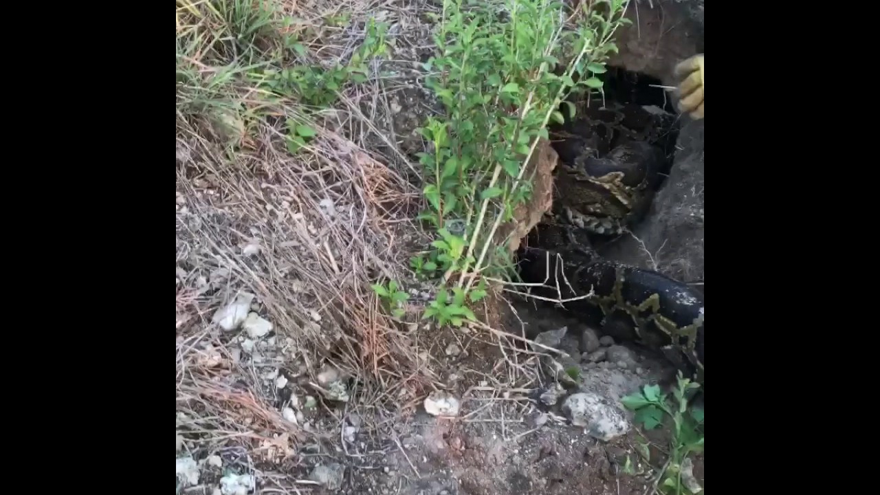 Catching a Python in the Florida Everglades