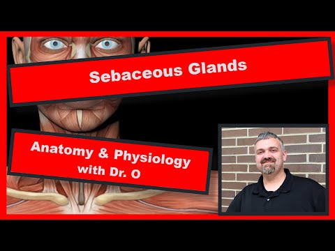 Sebaceous Glands: Anatomy and Physiology