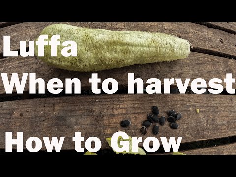 How to Grow Loofah Sponges!