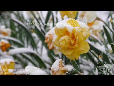 04-21-18 Denver, CO - Snow vs Spring Flora, Runners and Pool Time
