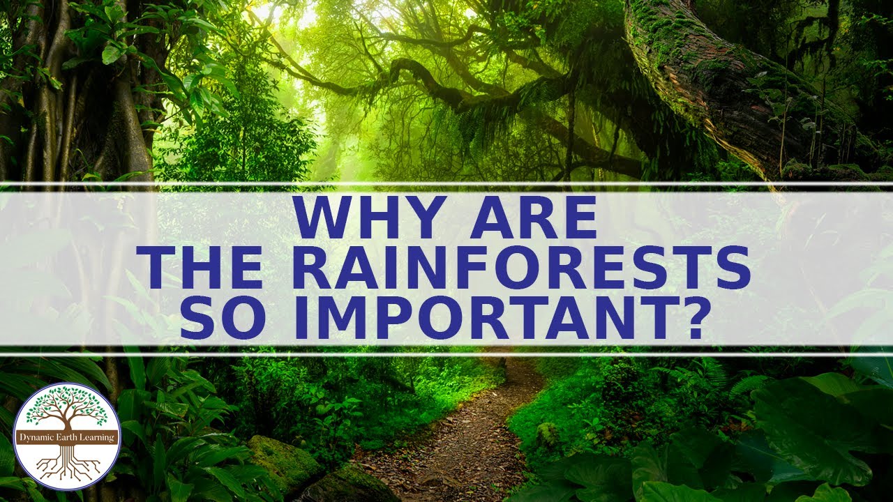 Why are the Rainforests So Important? Science Education