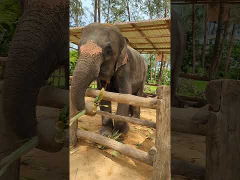 Elephant feeding, Khao Lak Phang Nga. Go to Thailand with kids