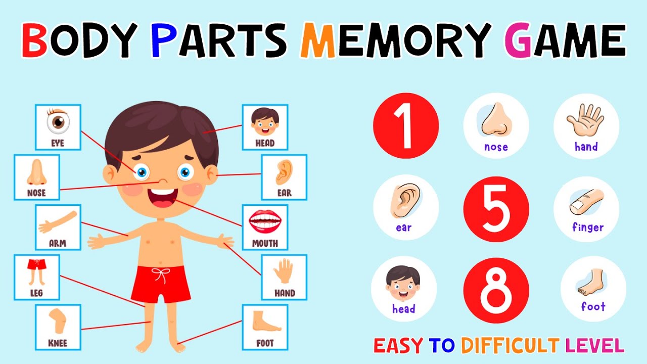 Body Parts Memory Game | ESL Games | 4K