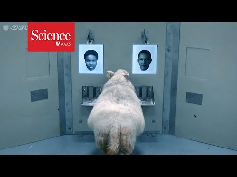 Sheep have advanced facial recognition abilities