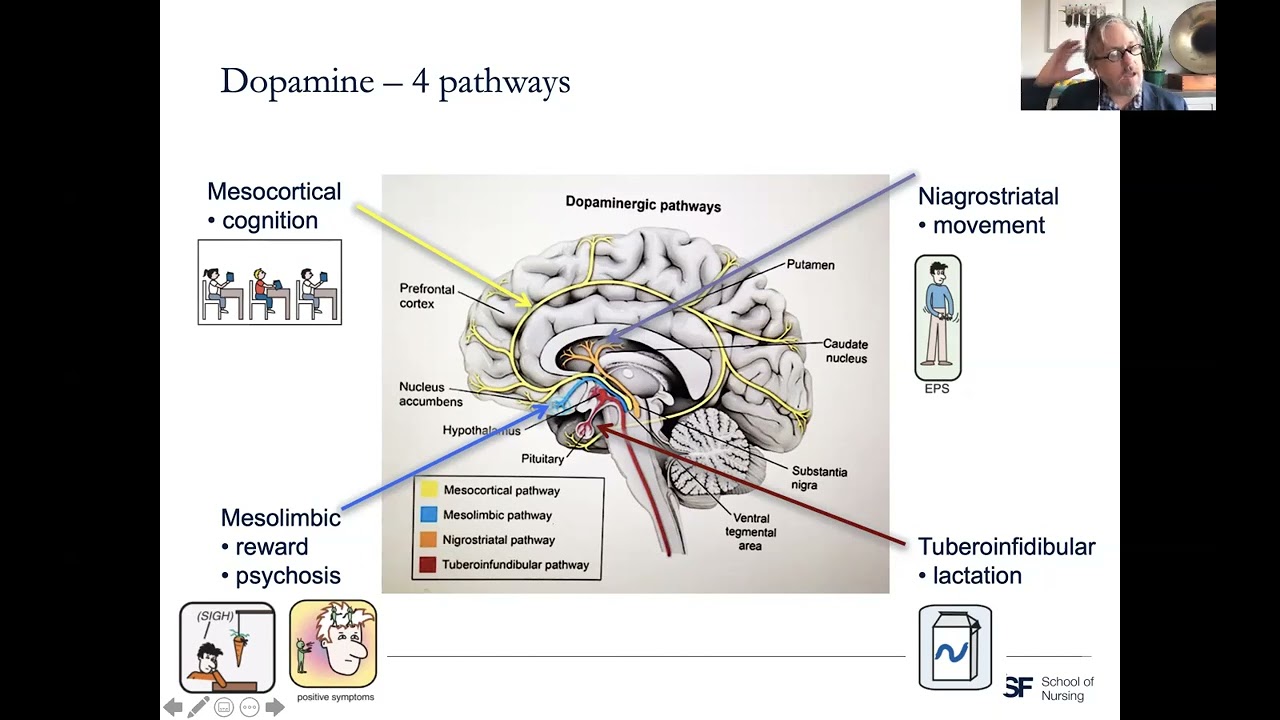 Part 4 - pharmacodynamics -   Dopamine