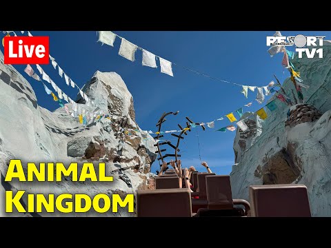 🔴Live: A Wild Morning at Disney's Animal Kingdom - Walt Disney World Live Stream - 6-19-25