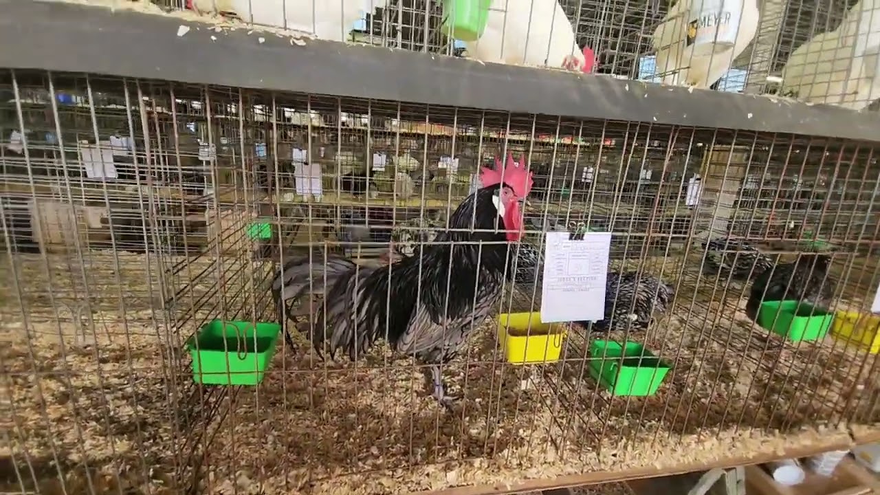 Virginia Poultry Breeders Association  show Caroline county. 2024.