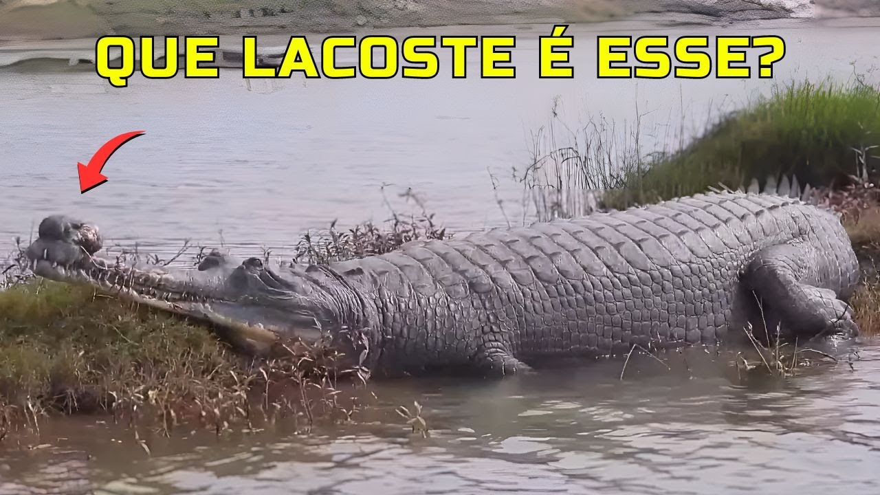 Neither crocodile nor alligator, now meet the gavial!!!