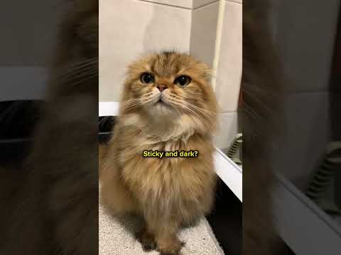 What Did Your Cat Poop Says About its Health? 🤔