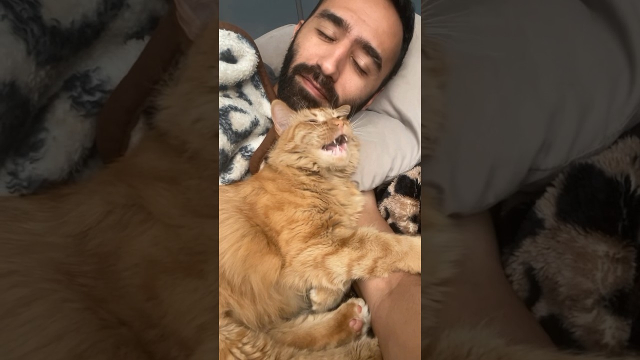 No bathroom breaks w/ Kermit #catshorts #catdad #catlover #cutecat #catvideos #catdaddy #cat #gatos