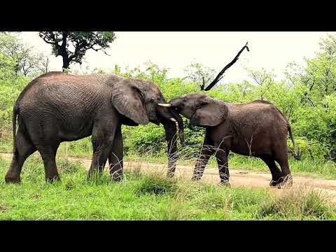 Wildlife of Kruger