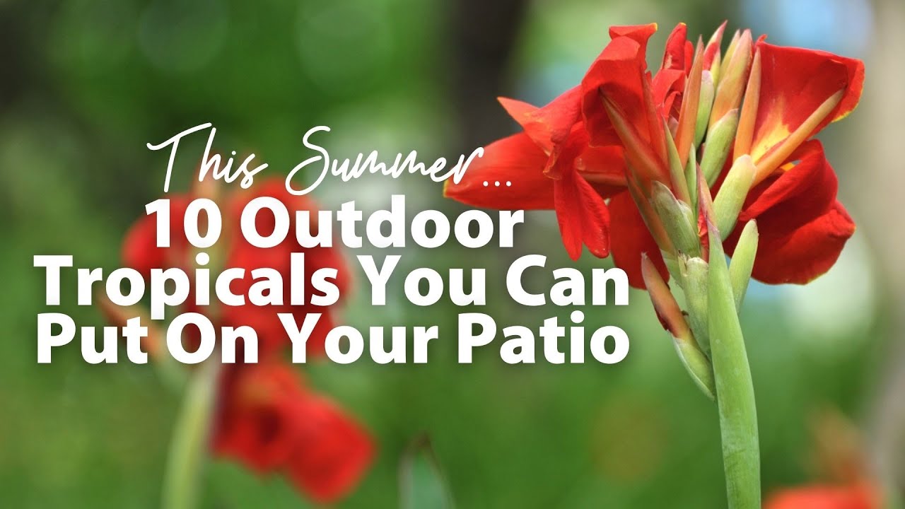 10 Outdoor Tropical Plants For Your Patio This Summer