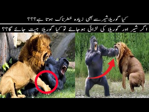a gorilla and a tiger fought, who would be the winner? | in hindi urdu