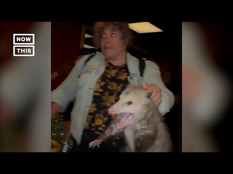 Alaska Woman Grabs Wild Opossum at Bar
