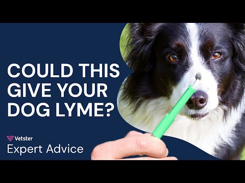Lyme Disease in Dogs: Symptoms, Treatment & Tick Prevention Explained