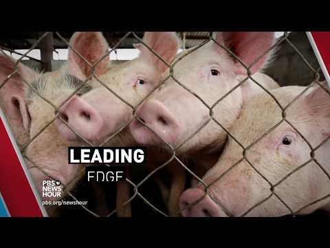 How industrial farming techniques can breed superbugs