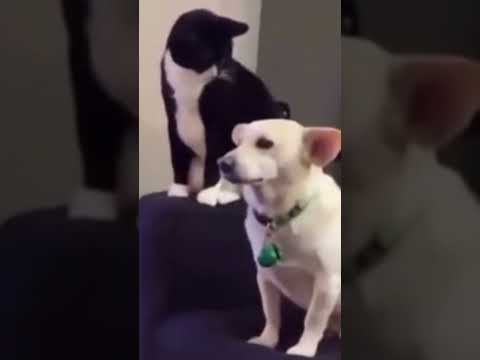 Cats skippity pap Try Not to Laugh