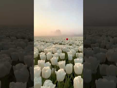 the red one how we see our loved one💗|#naturelover #shorts #tulips #netherlands #lovetotravel #love