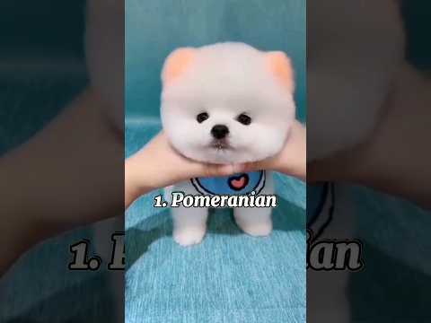 Top 10 Cutest Dog Breeds to Keep as Pets. #shorts