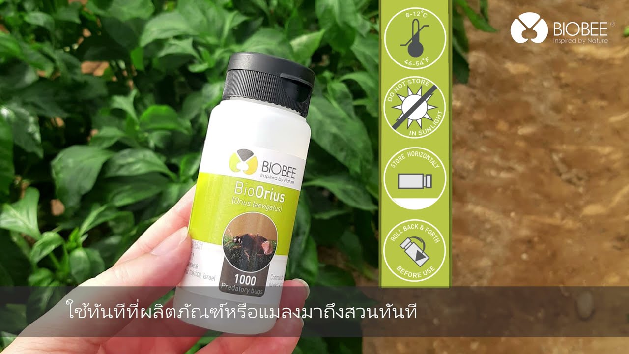 BioOrius Thai