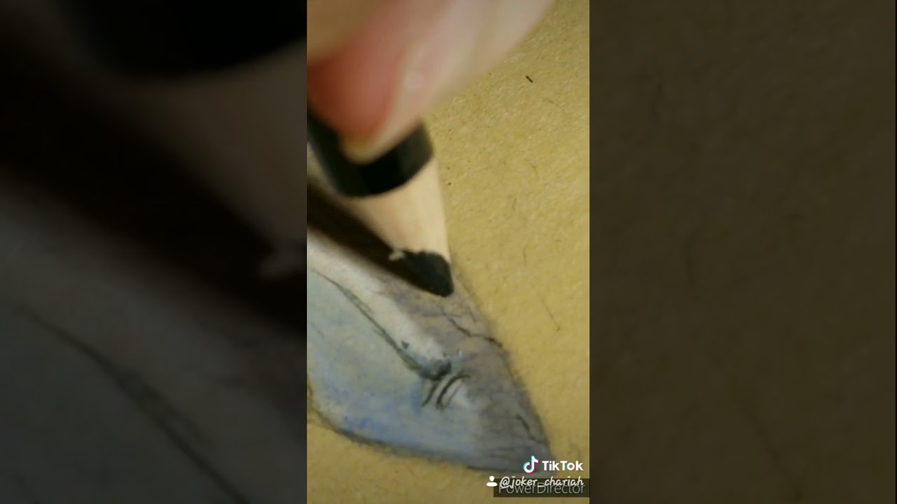 Shark Short Timelapse