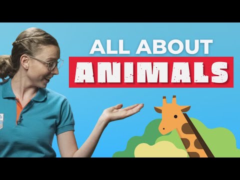 All about animals: Spanish Vocabulary for Elementary Kids | Spanish Lessons