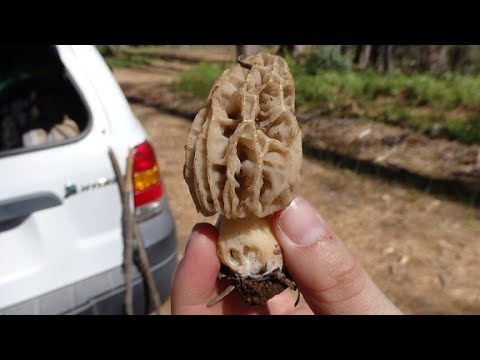 Morel mushroom hunting near Yosemite. First time hunters.