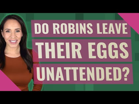 Do robins leave their eggs unattended?