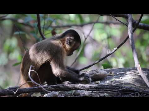 Capuchin Using Stone Tools – Josh's World