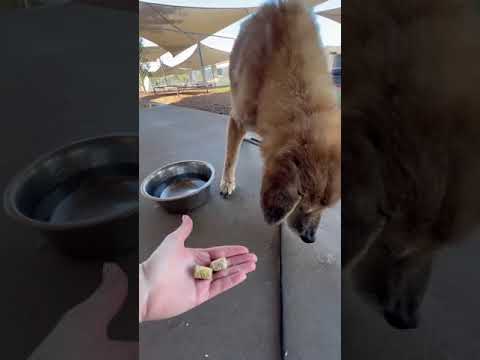 Video of adoptable pet named Lola