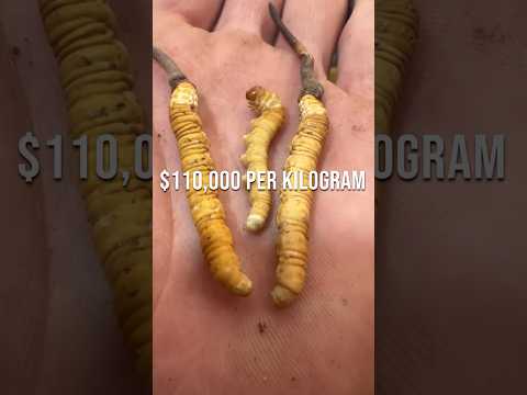Hunt for the World’s Most Expensive Fungus - Cordyceps #satisfying @HappyFarm85