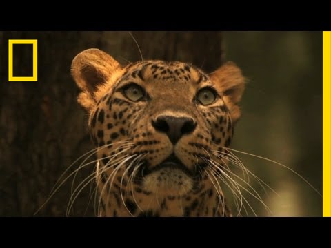 Leopard | Big Cats Love
