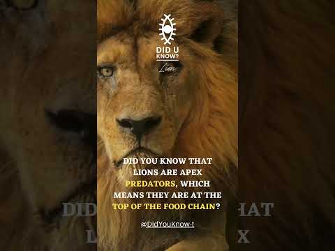 Lions are apex predators  #facts