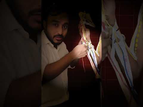 Radial Nerve Course Anatomy | Complete Anatomy In 30 Days #joharimbbs #medico